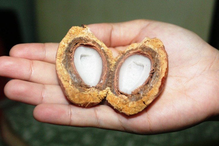 Buah Zuriat: Penawar Bagi Yang Ingin Hamil Atau Sukar Mendapat Anak ...