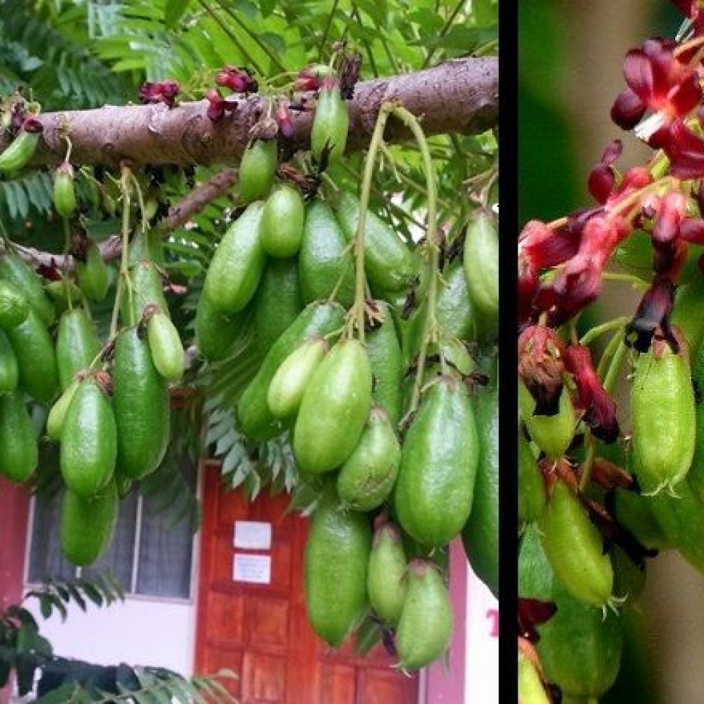 Khasiat Belimbing Buluh & Belimbing Tanah Merawat Darah Tinggi | Azhan.co