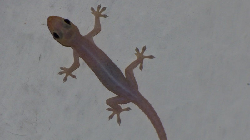 Petua Berkesan Halau Cicak | Azhan.co